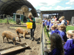 Boydells Dairy Farm | kidify.co.uk