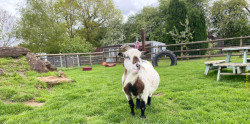 Foal Farm Animal Rescue Centre | kidify.co.uk