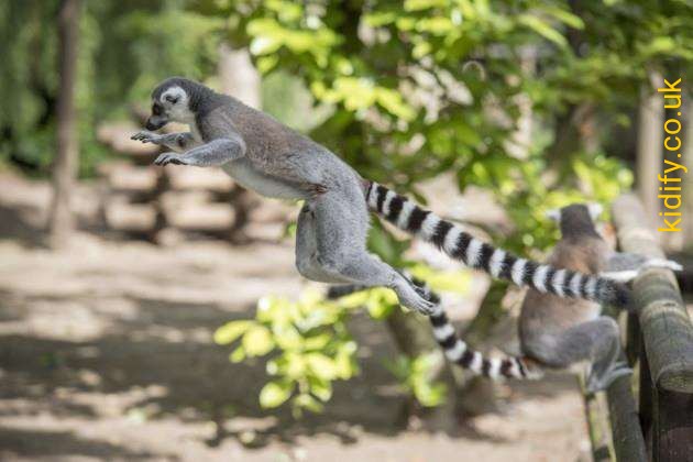 kidify.co.uk | Shepreth Wildlife Park