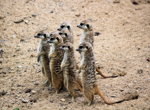 Rodbaston Animal Zone | kidify.co.uk
