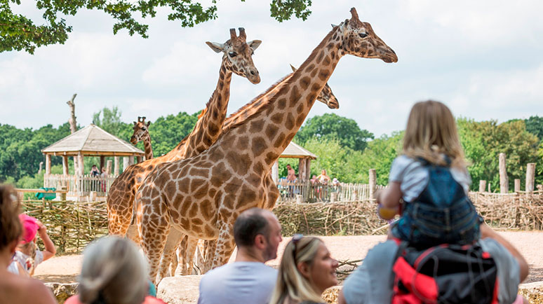 Marwell Zoo | kidify.co.uk
