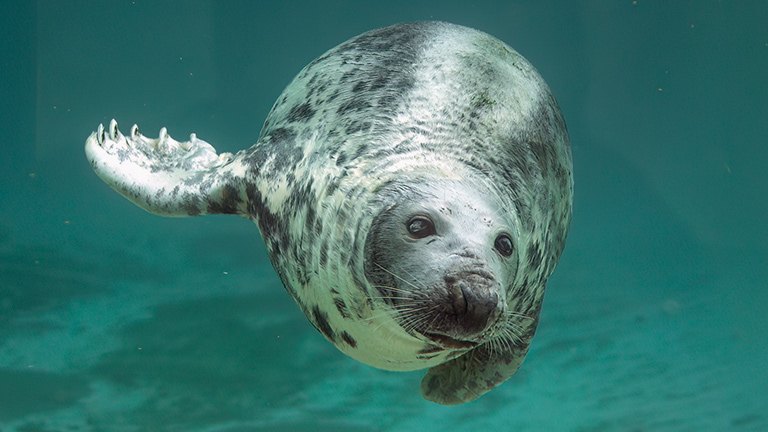 Cornish Seal Sanctuary | kidify.co.uk