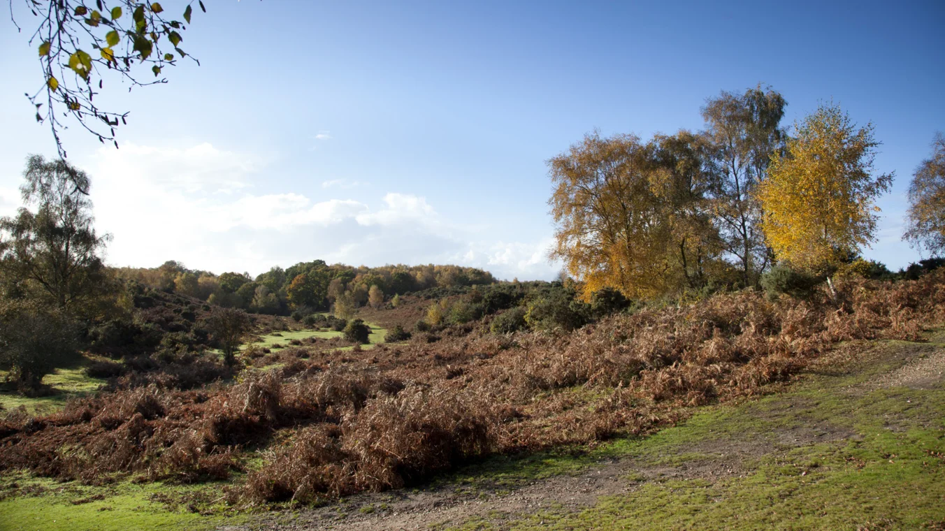 New Forest Northern Commons | kidify.co.uk