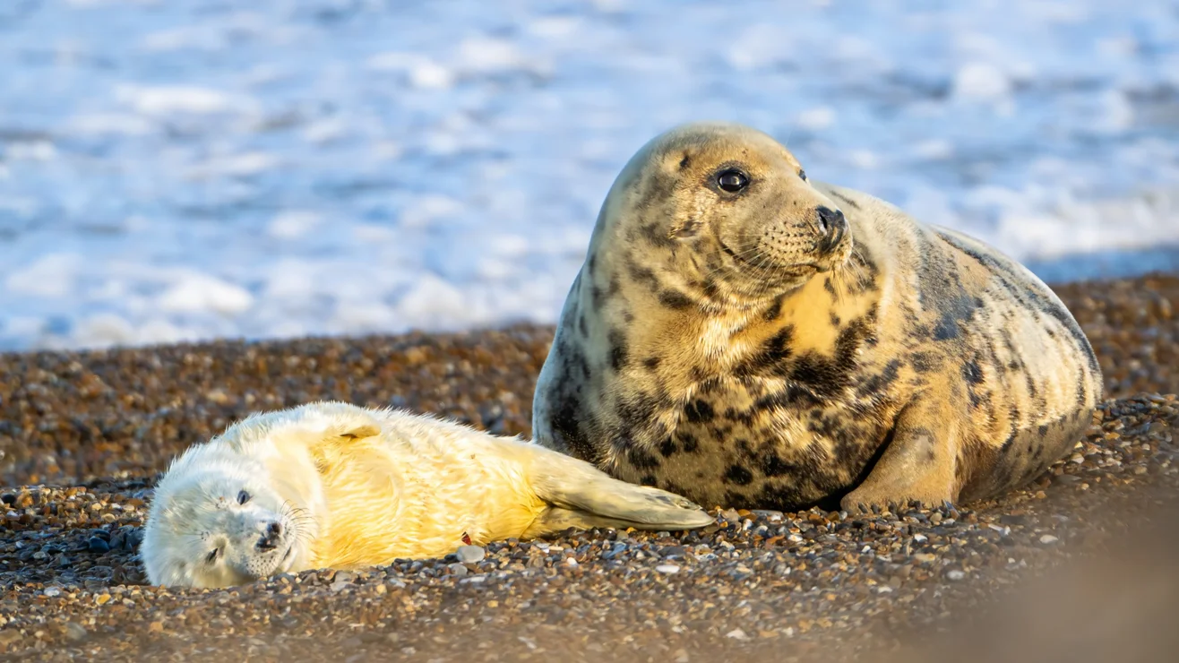 Blakeney National Nature Reserve | kidify.co.uk